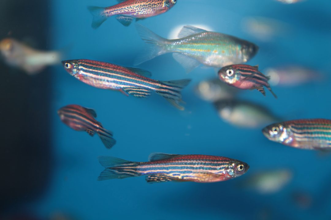 Le petit poisson-zèbre : un grand allié pour la recherche - Faire à sa tête